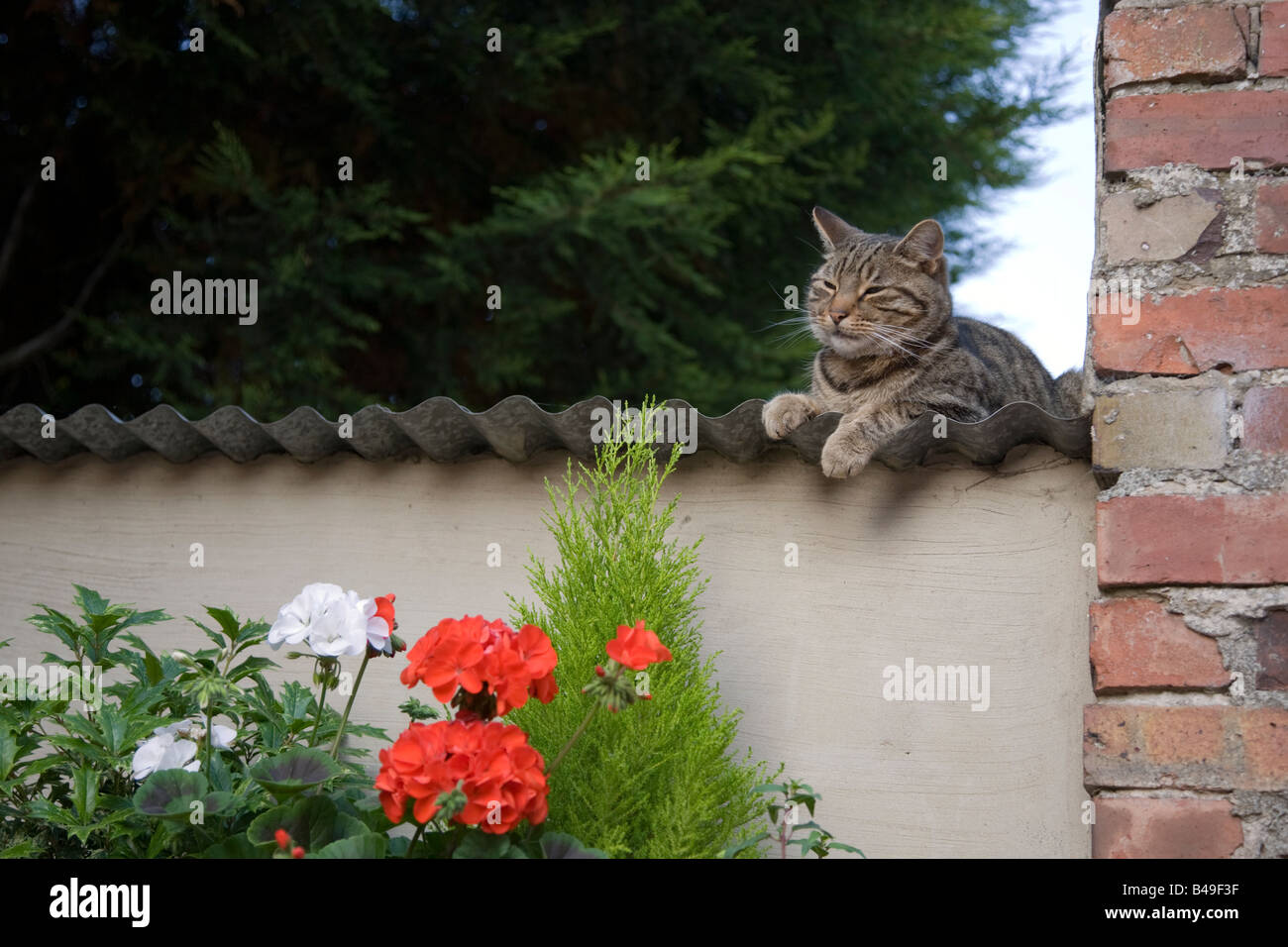 Portrait of Gray Tabby Cat Stock Photo - Alamy