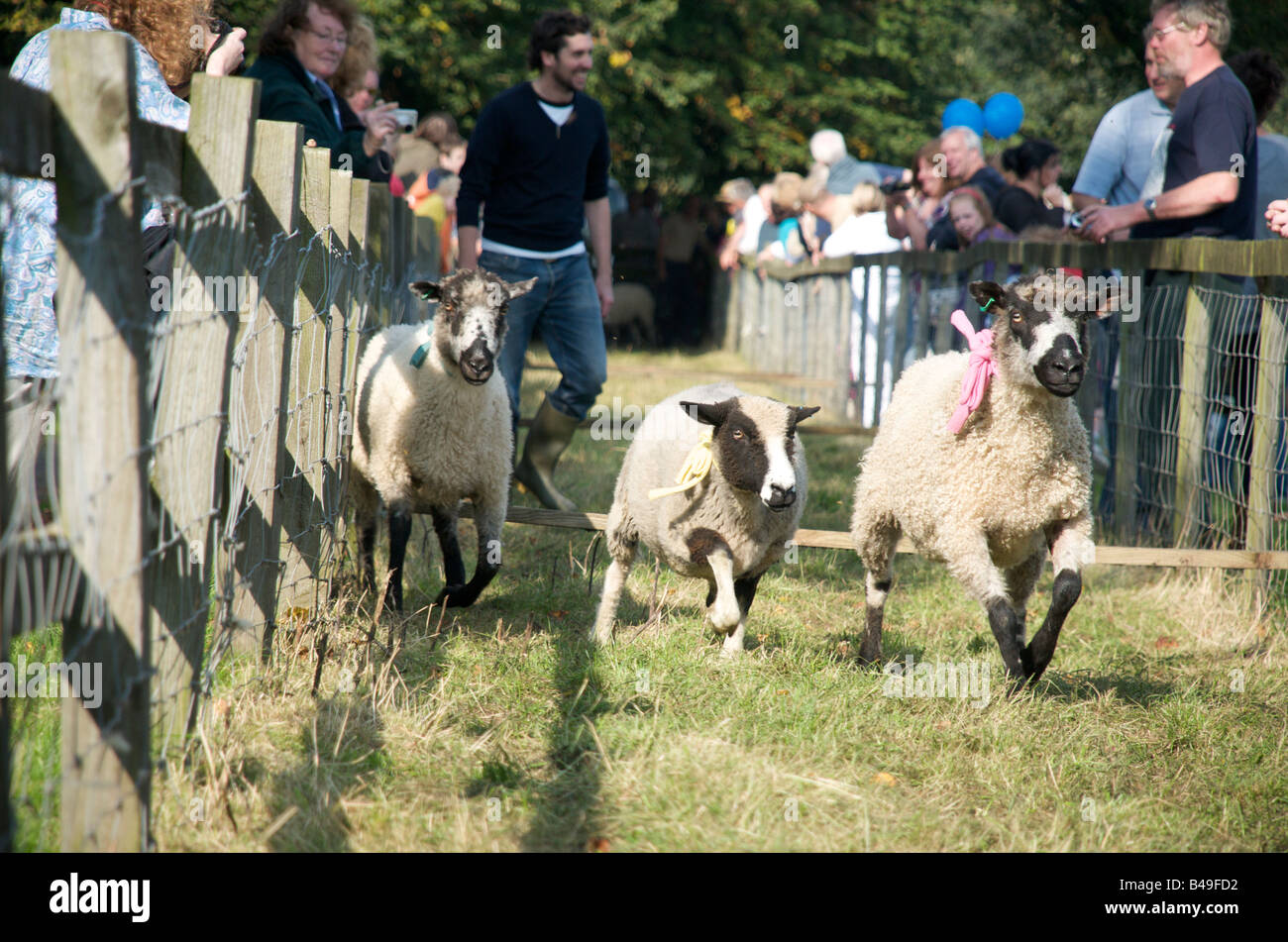Masham fair sheep race hi-res stock photography and images - Alamy