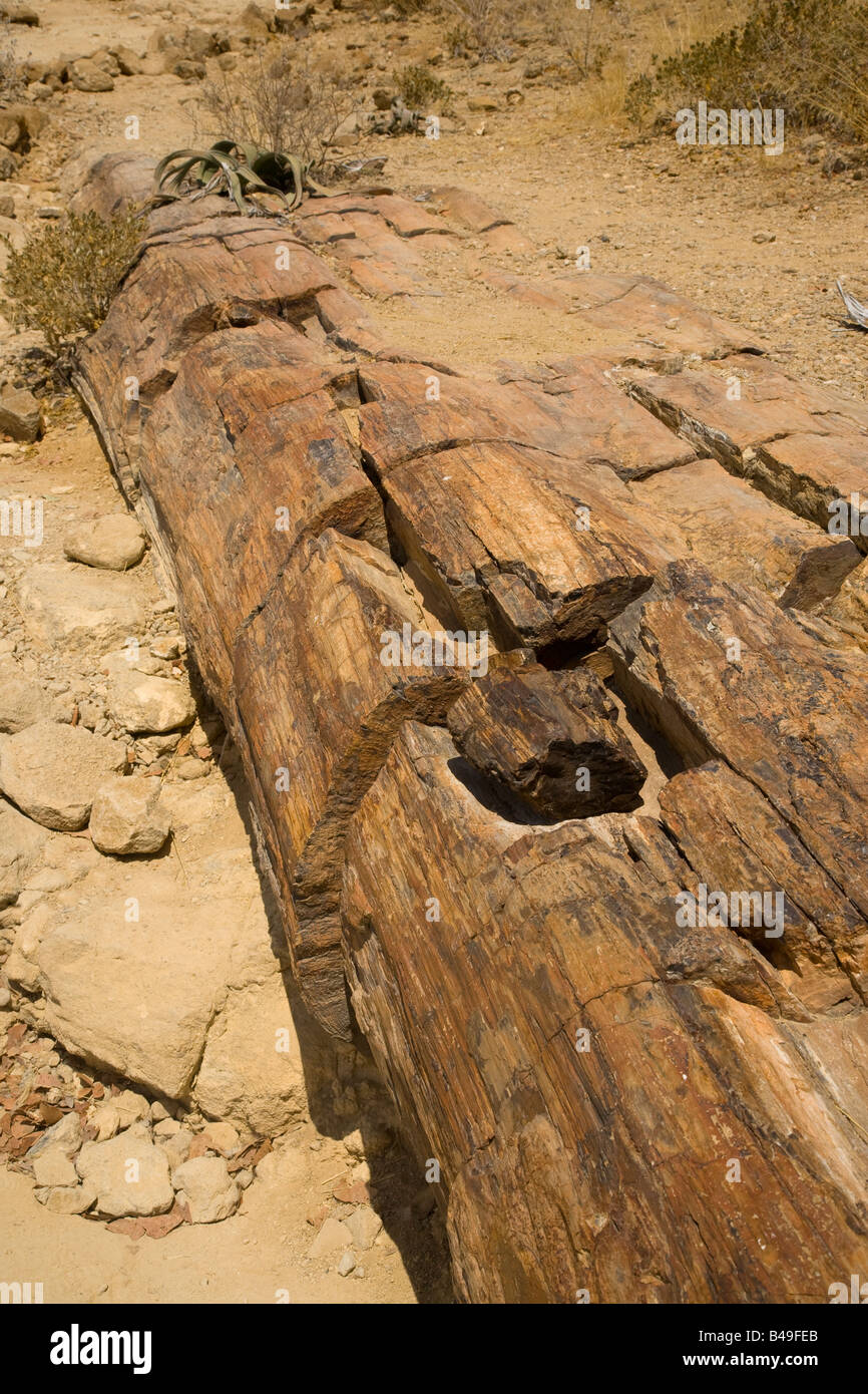 Fossilised wood and Welwitschia plant Namibia Stock Photo - Alamy