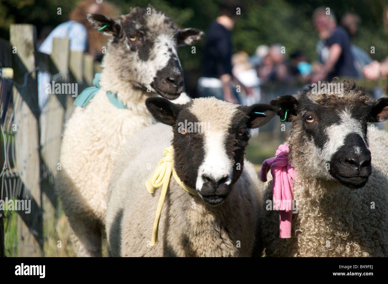 The sheep ready for the sheep race at Masham Sheep Fair 2008 Stock ...