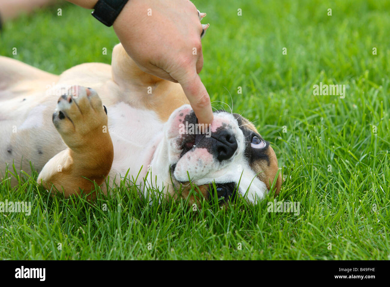 English Bulldog Puppy Playing High Resolution Stock Photography and ...