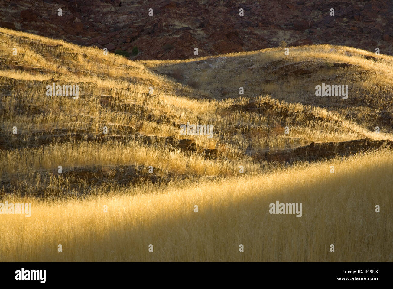Savanna grasses hi-res stock photography and images - Alamy