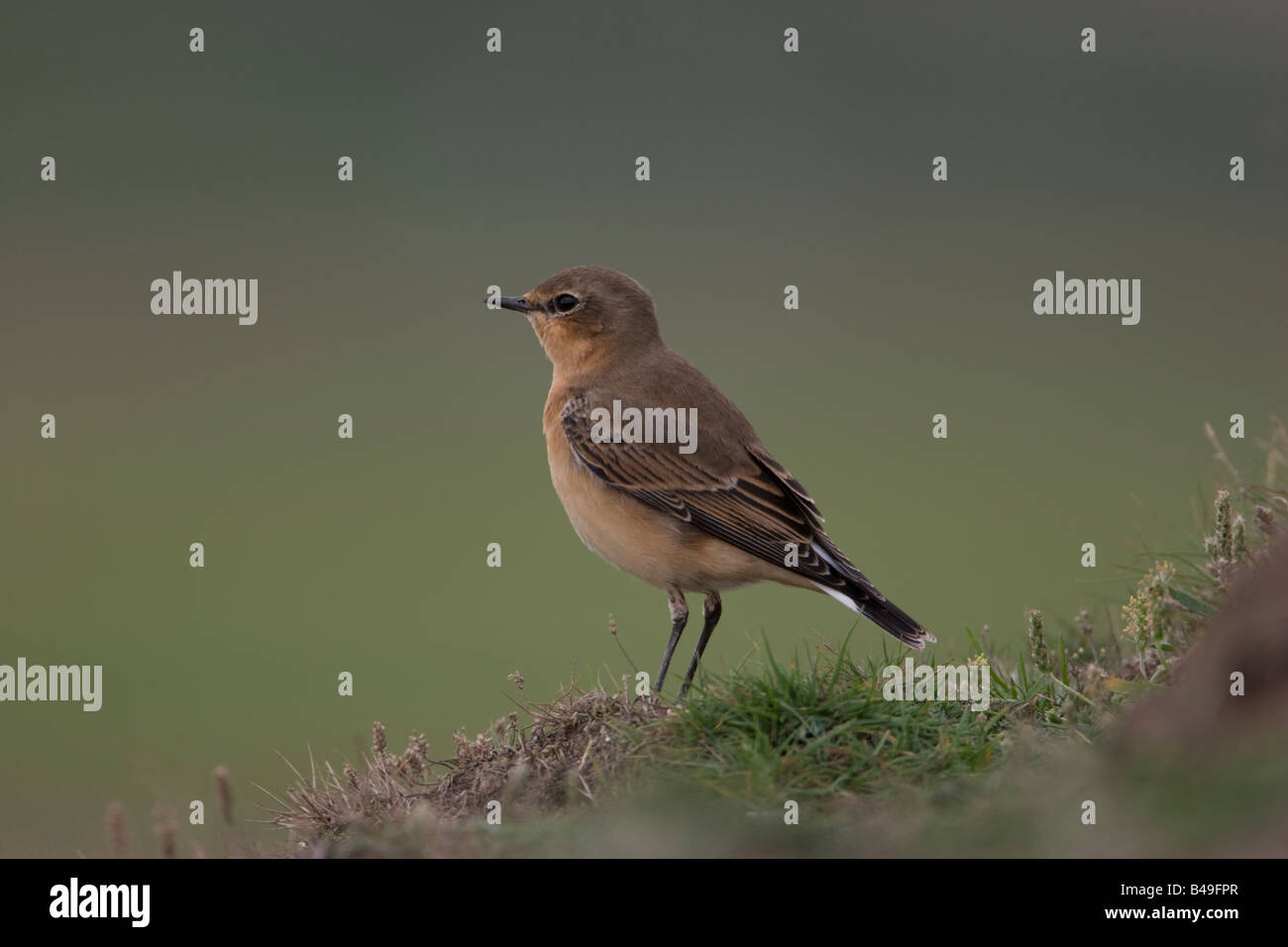 Common wheatear hi-res stock photography and images - Alamy