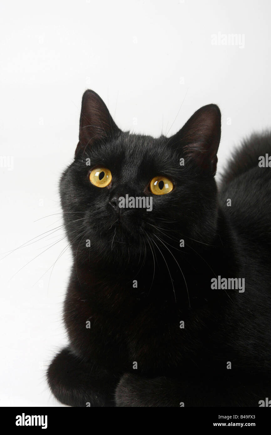 Portrait tomcat hi-res stock photography and images - Alamy