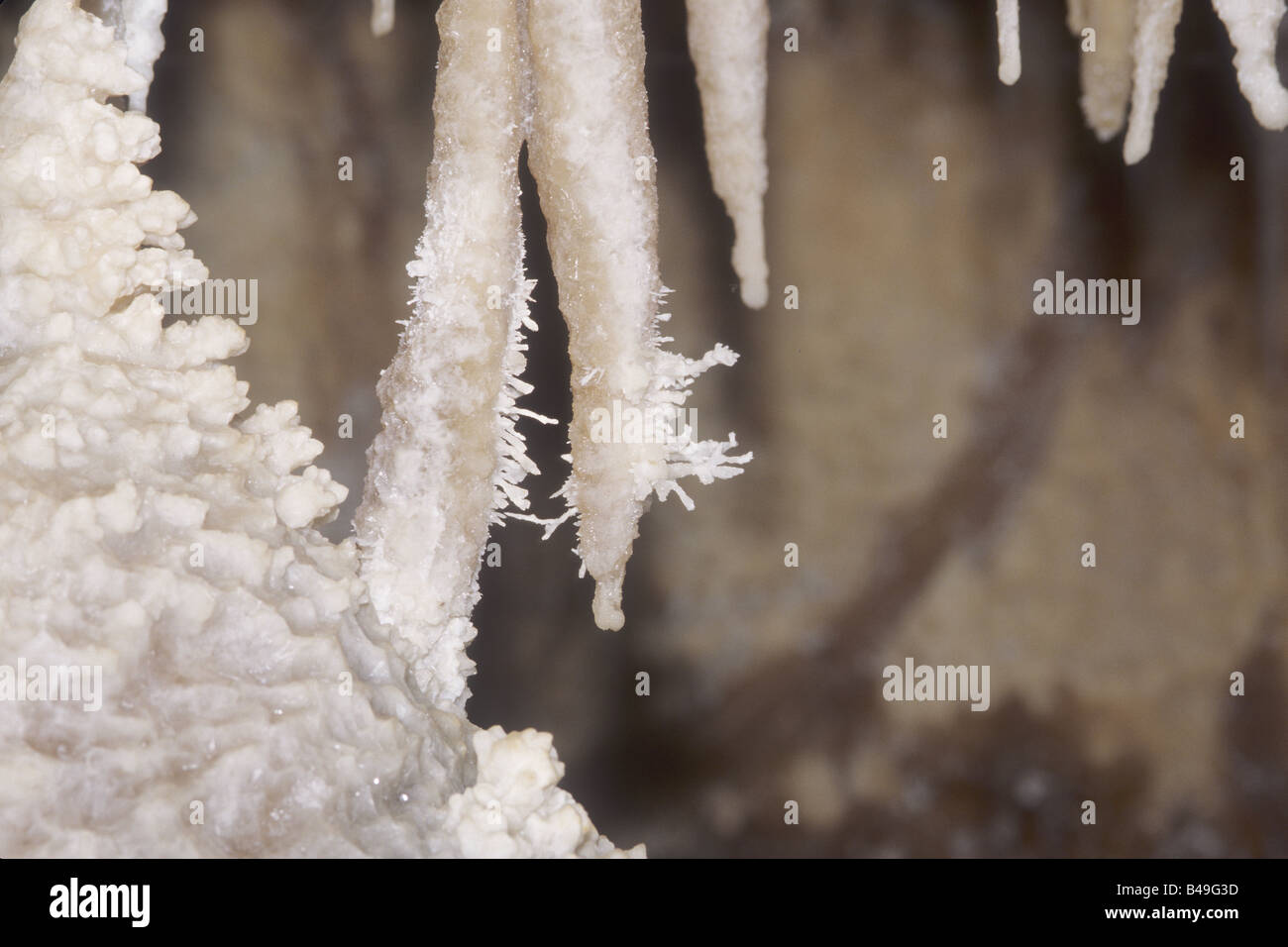 Caverns of Sonora, helictites growing on live stalactites Stock Photo ...