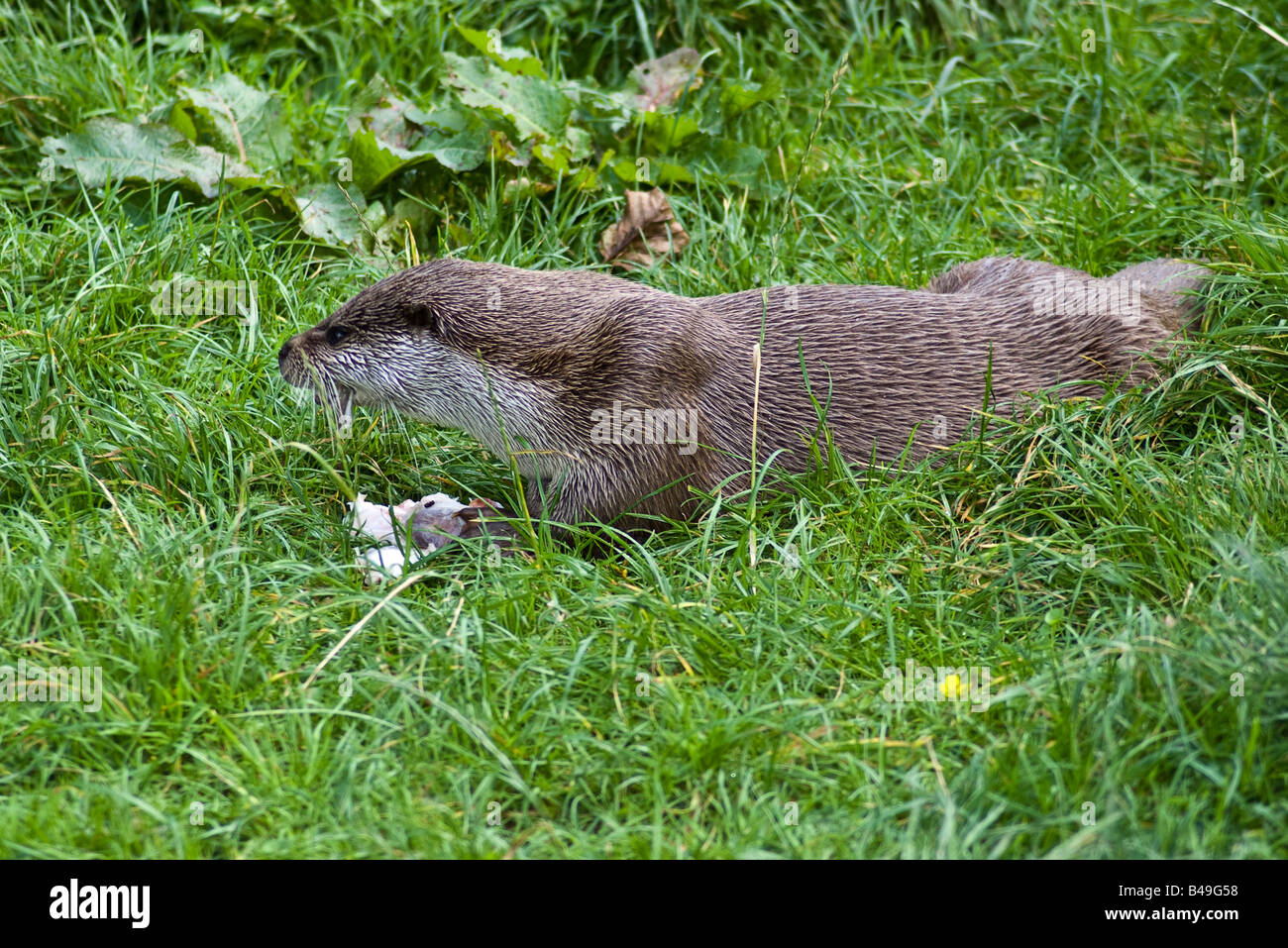 British otter hi-res stock photography and images - Alamy