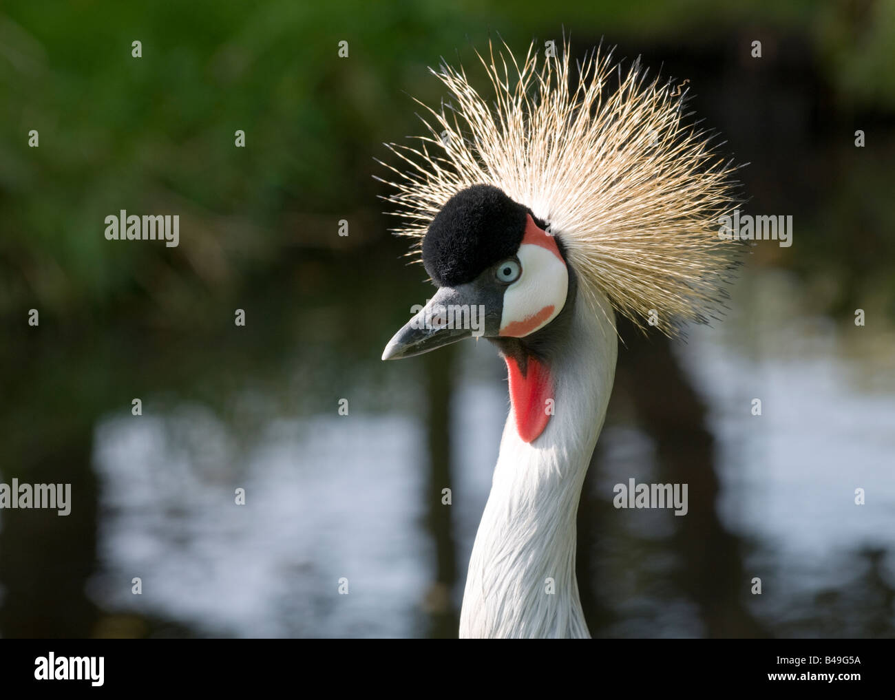 Grey Crowned Crane Stock Photo - Alamy