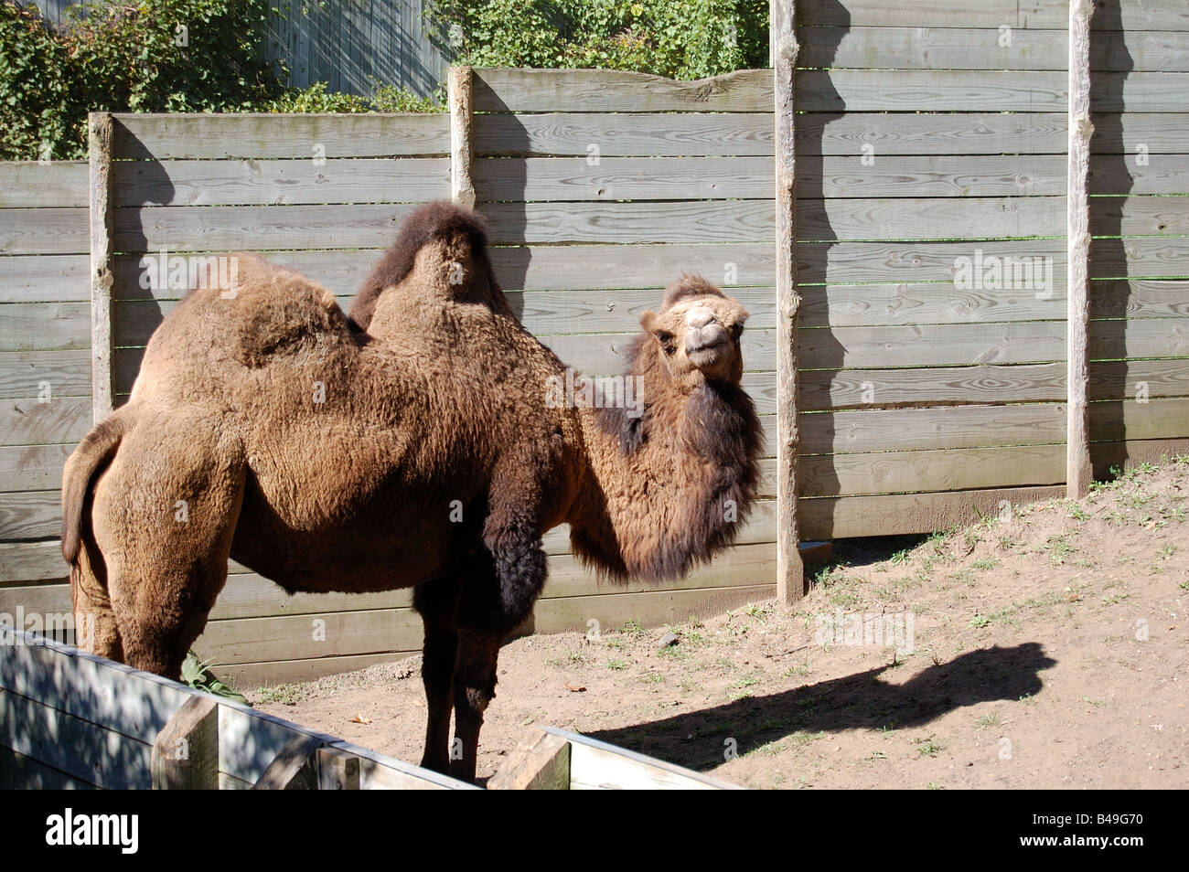 Camel looking at camera hi-res stock photography and images - Alamy