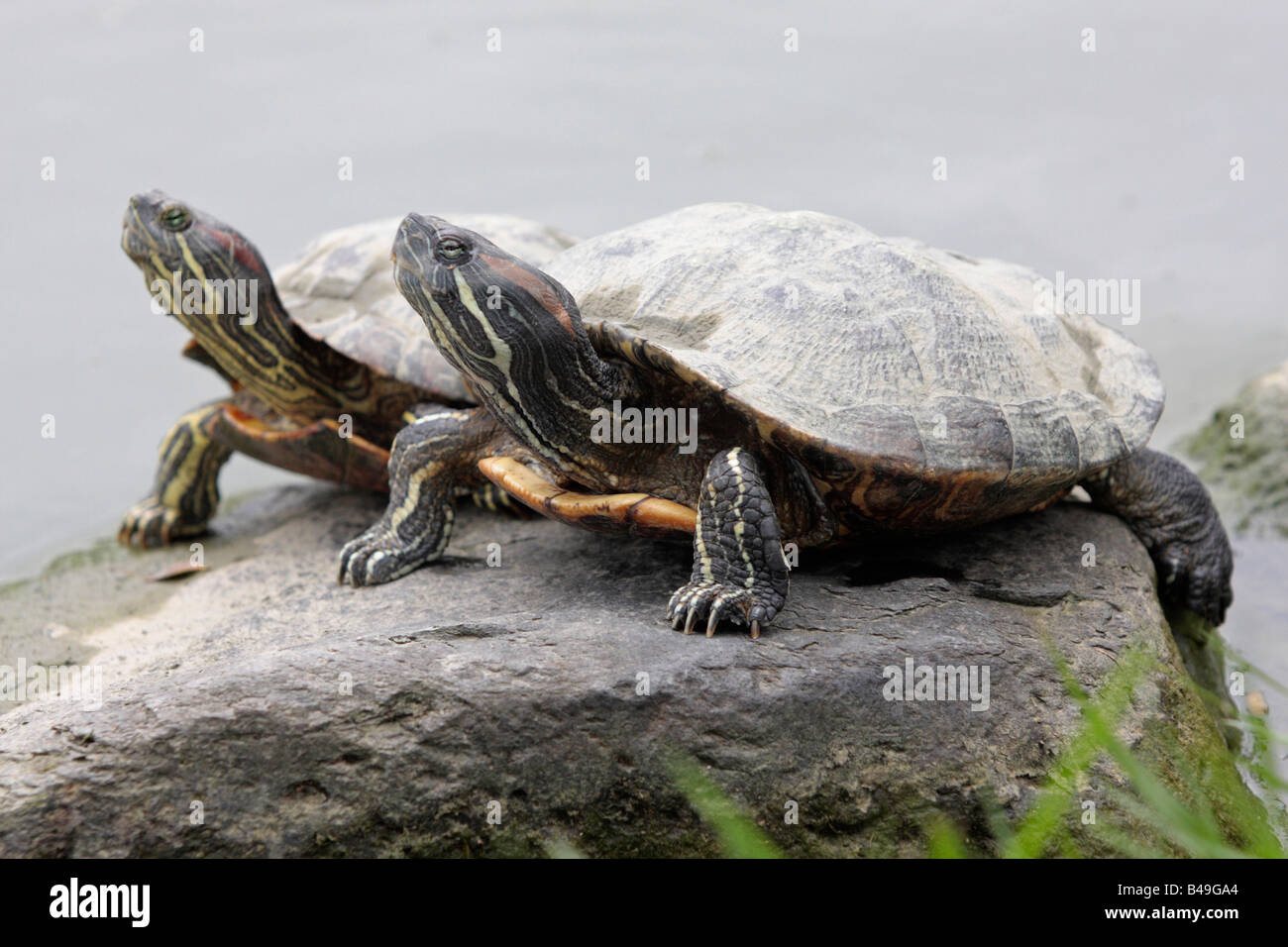 Turtle sunbath hi-res stock photography and images - Alamy