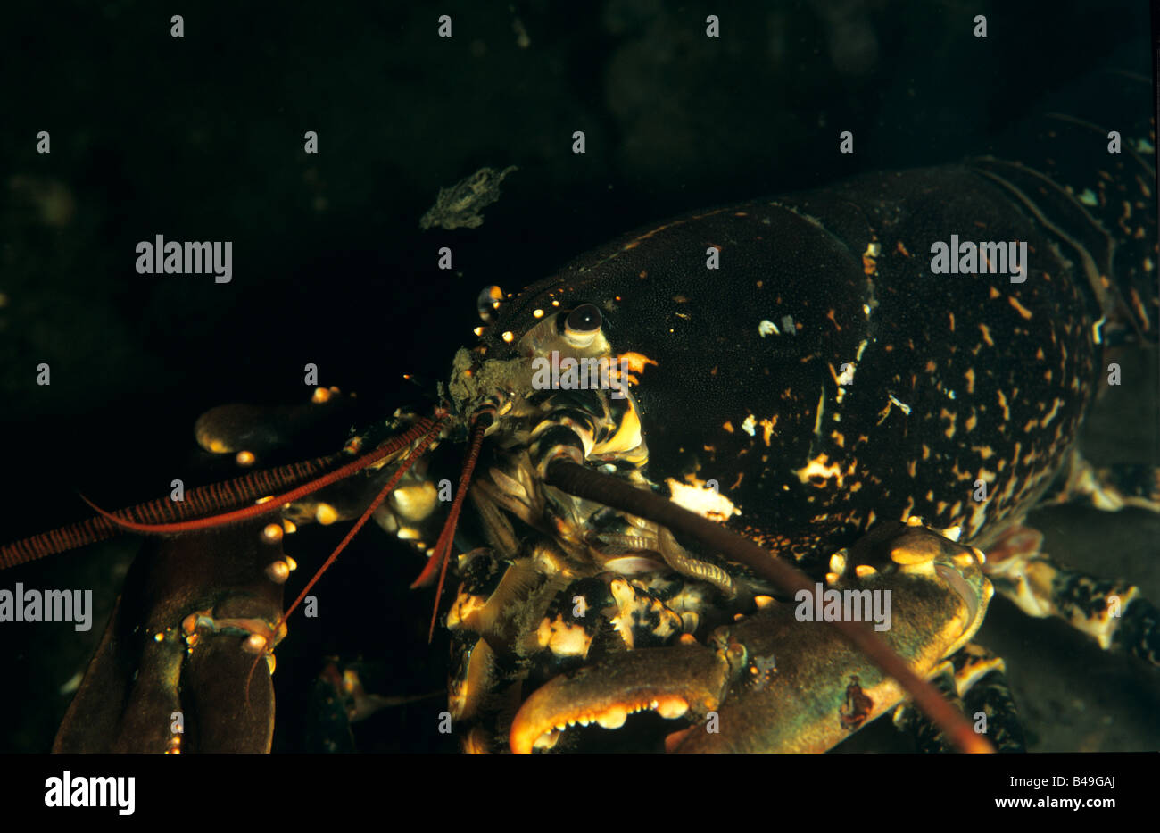 Homarus gammarus in water hi-res stock photography and images - Alamy