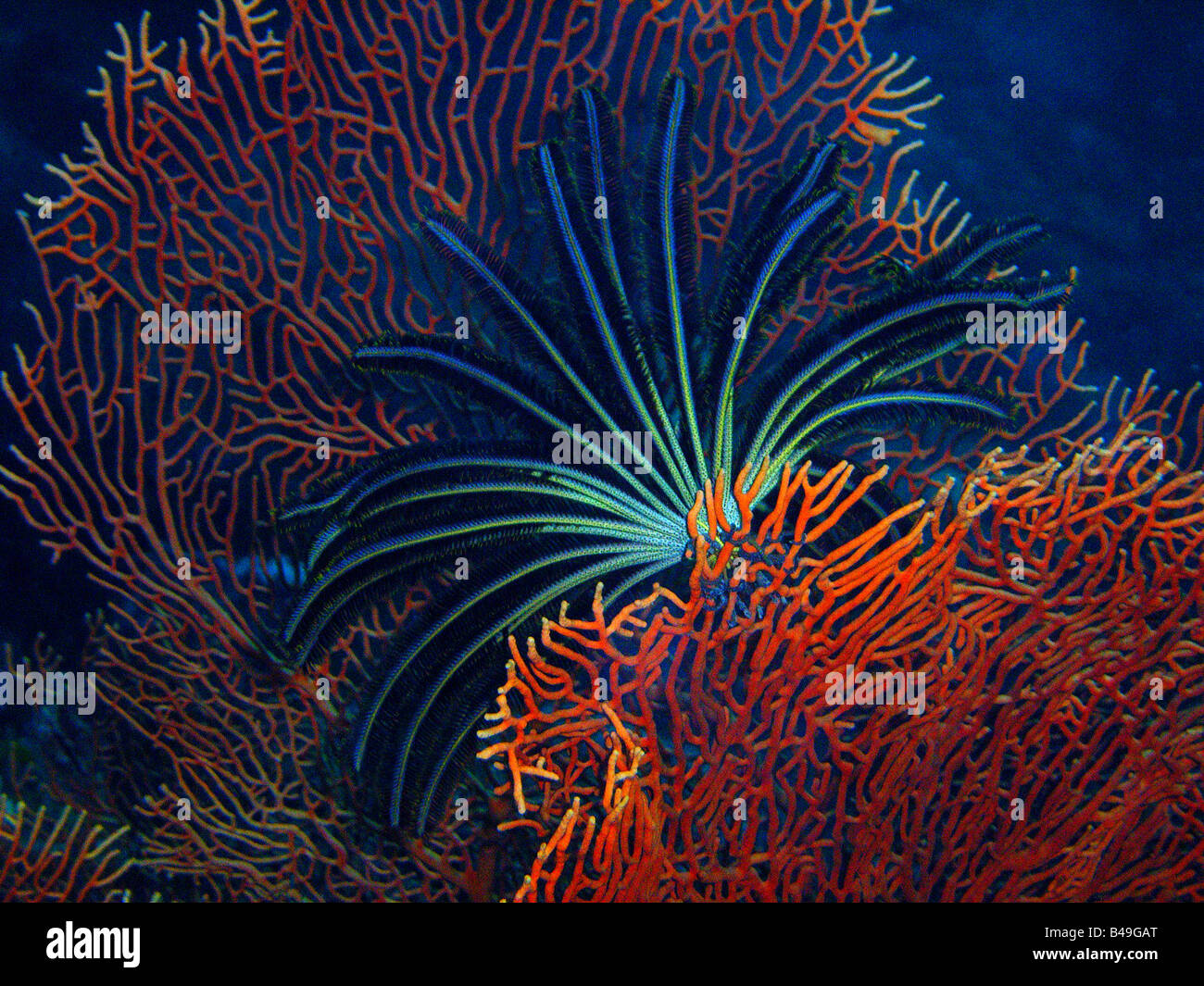 Fan coral hi-res stock photography and images - Alamy