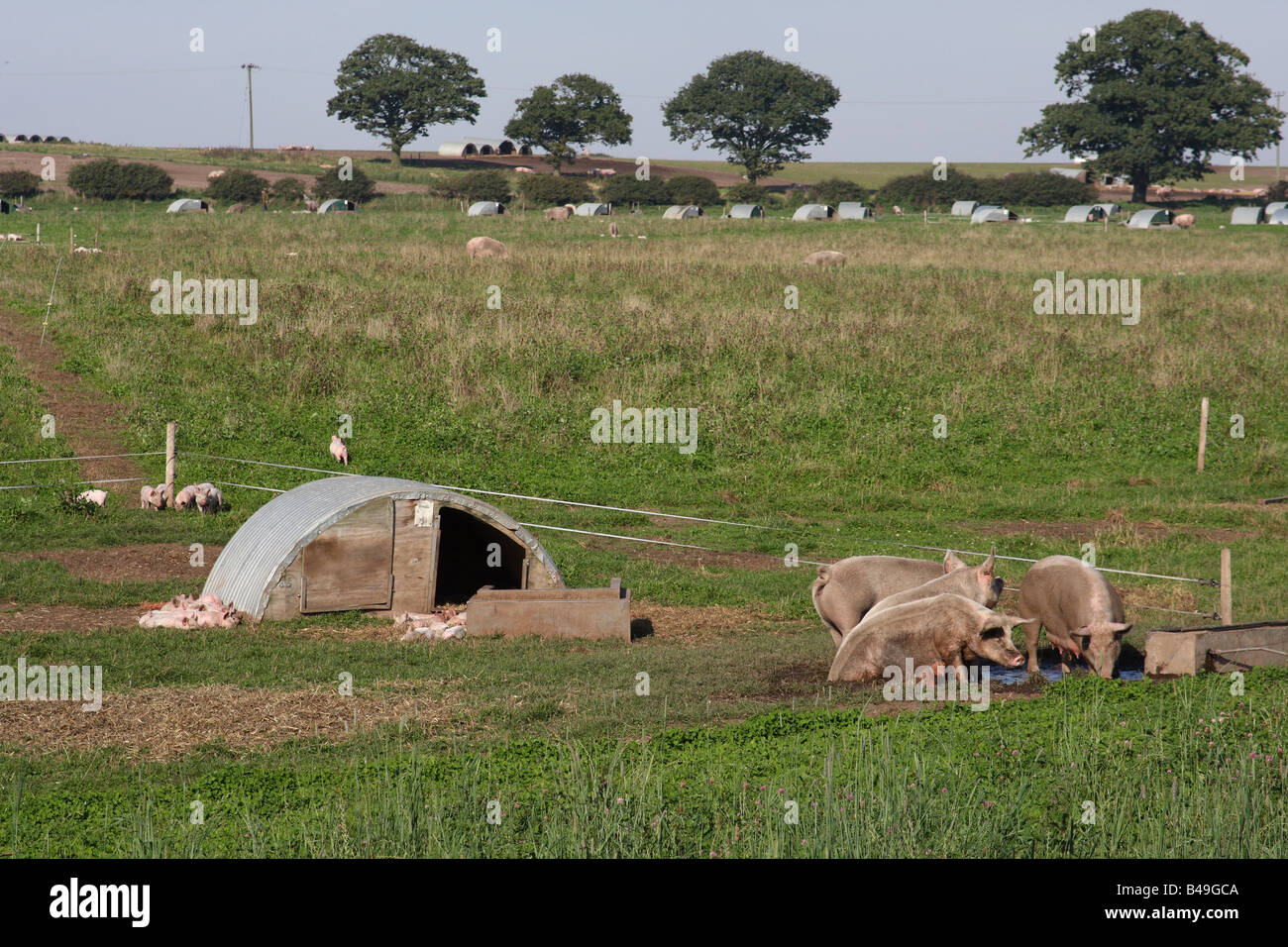 English pigs hi-res stock photography and images - Alamy