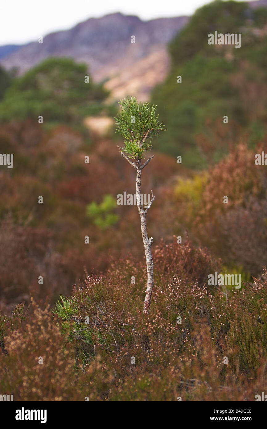 Scots Pine Pinus sylvestris sapling with heather and mountains in ...