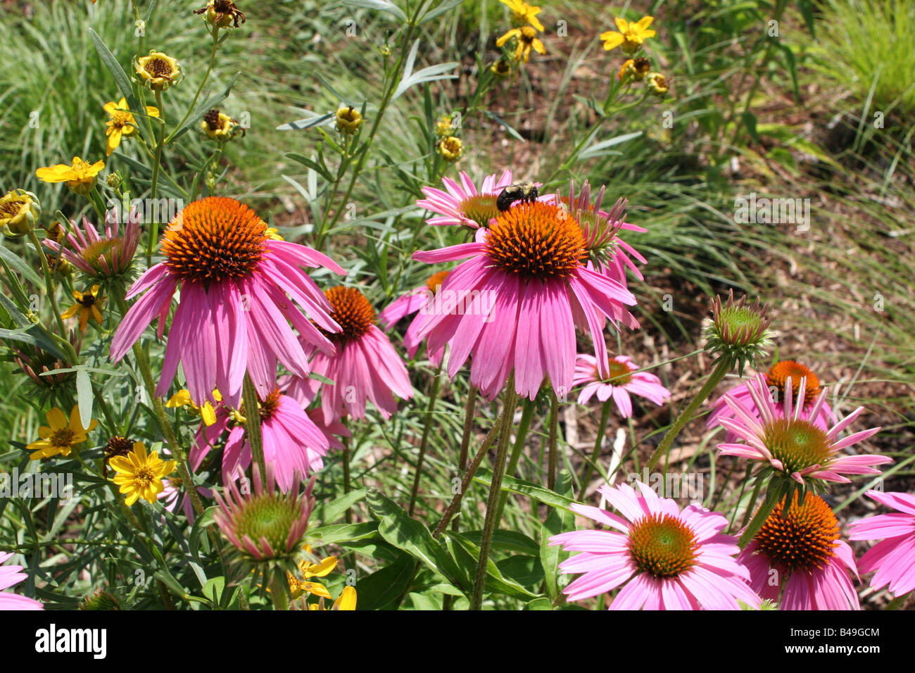Purple Coneflower growing at The Morton Arboretum Visitor Center ...