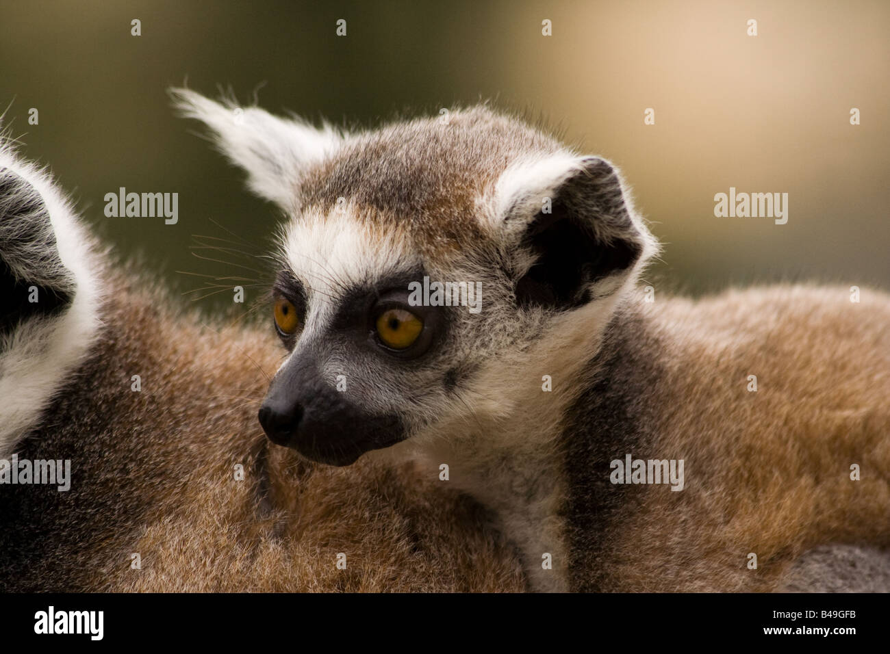 Ring-tailed lemur baby Stock Photo - Alamy