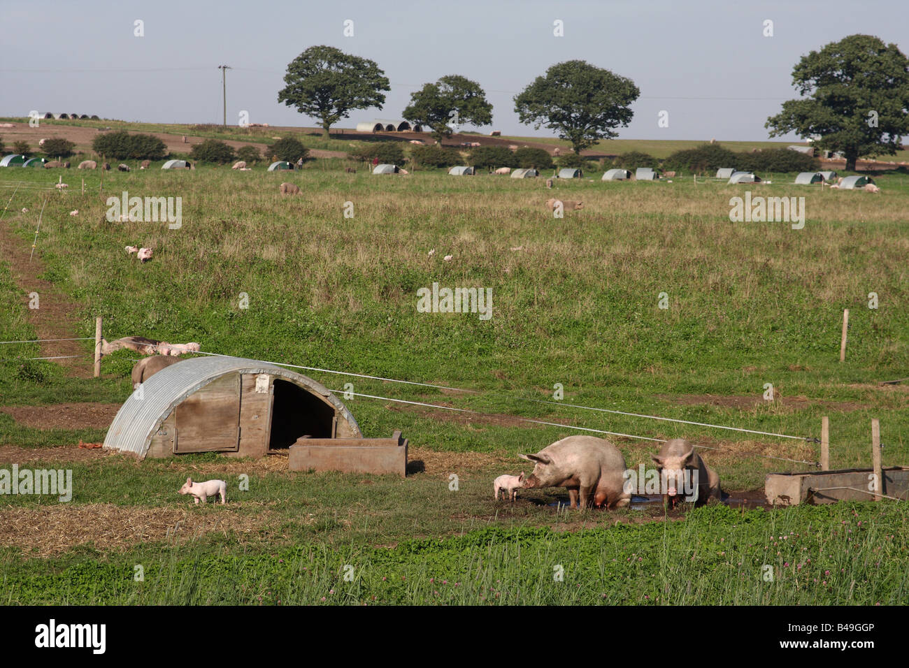 English pigs hi-res stock photography and images - Alamy