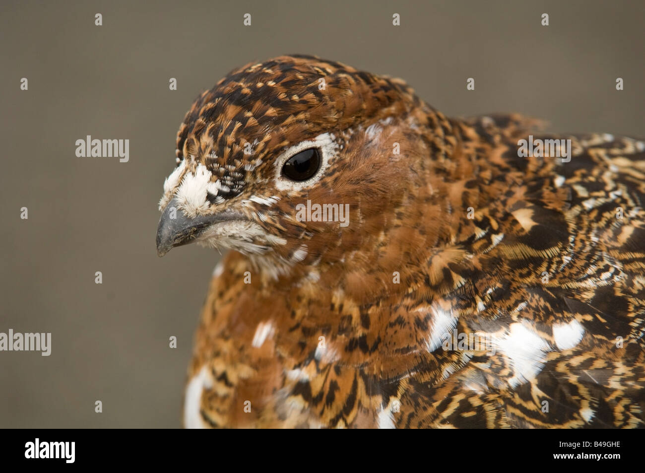 Willow Ptarmigan (Lagopus lagopus) in Fall plumage, searching for food ...