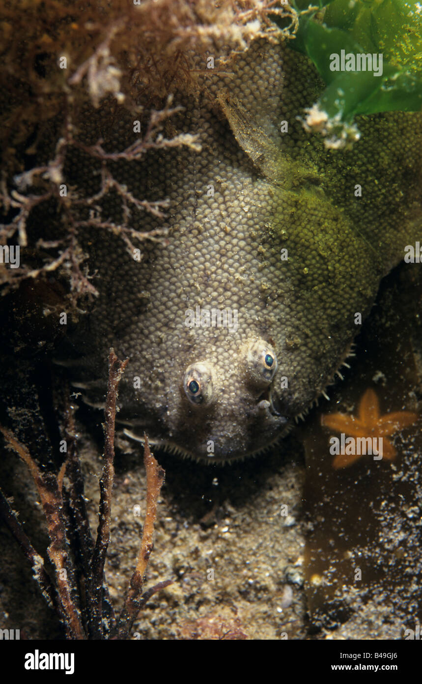 Flat fish camouflage hi-res stock photography and images - Alamy