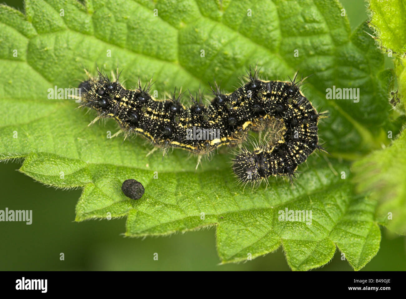 Small Tortoiseshell Algais urticae caterpillar resting on Common Nettle ...