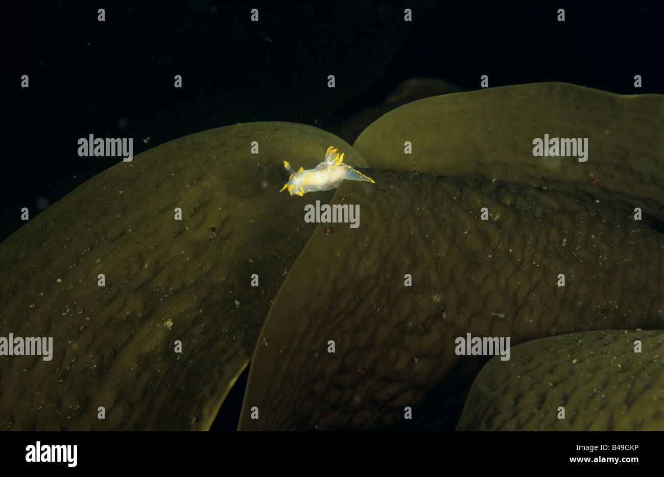 Nudibranch sea slug (polycera quadrillineata), Sweden Stock Photo - Alamy