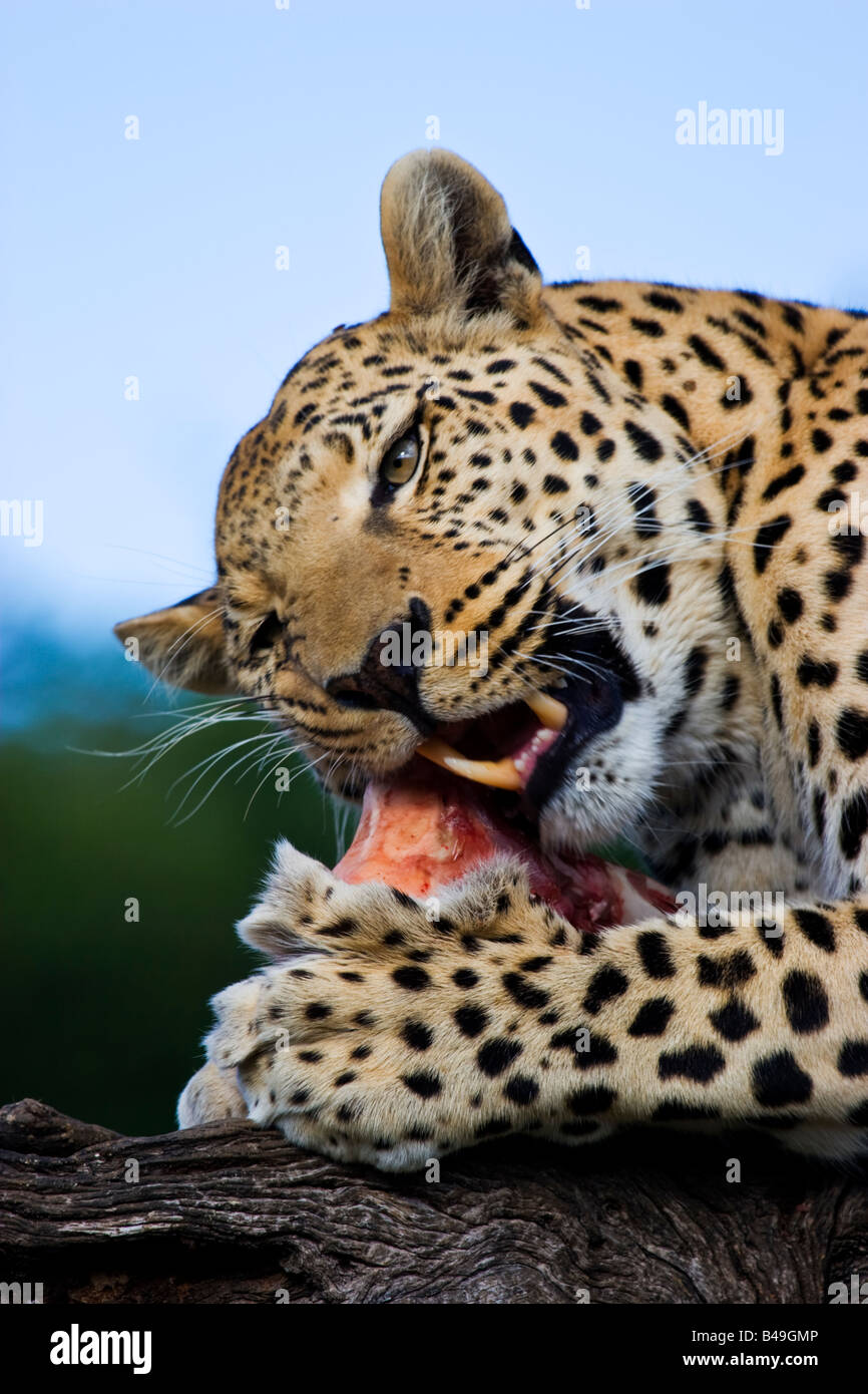 African eopard hi-res stock photography and images - Alamy