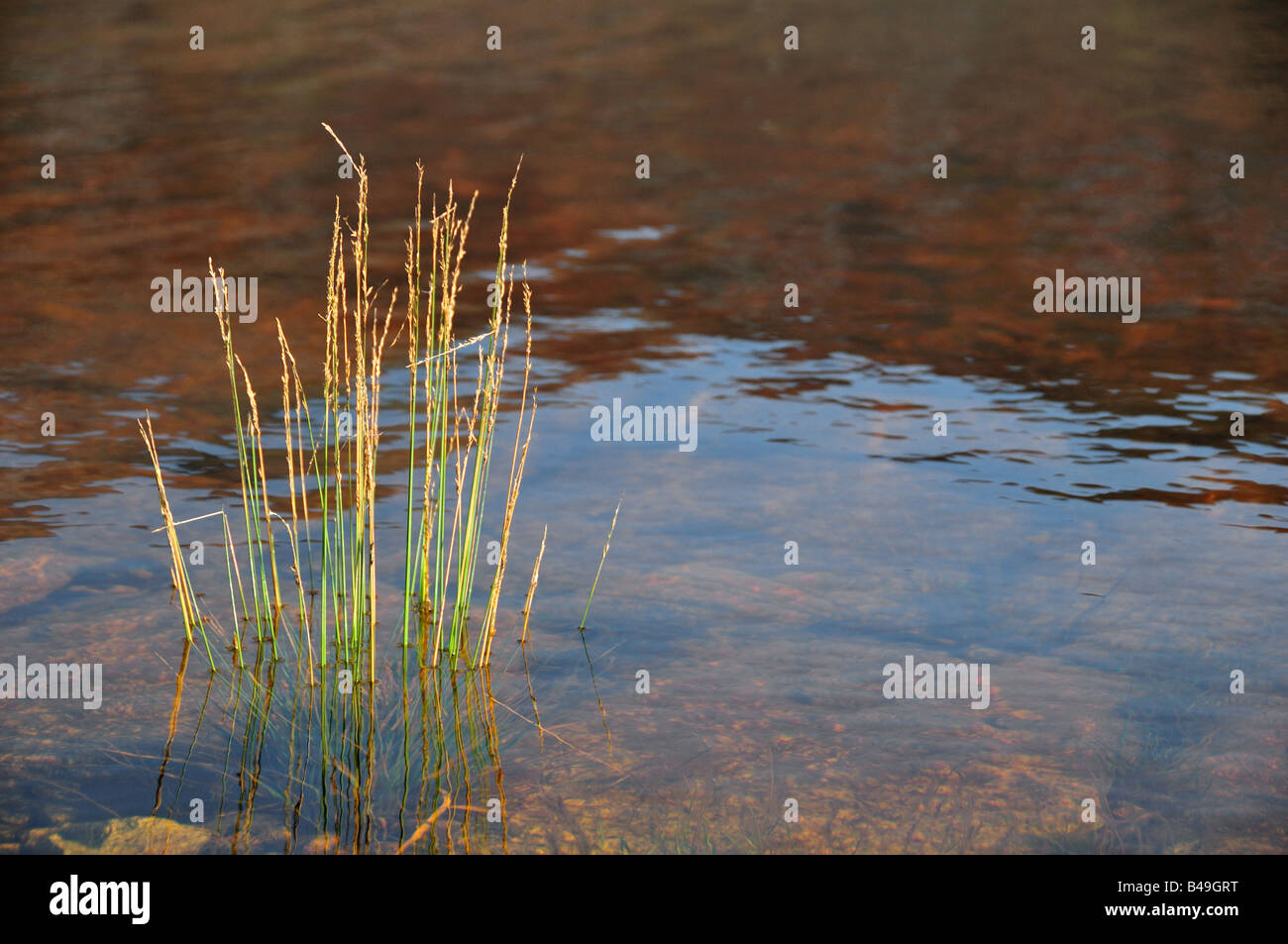 Grass growing in a reservoir Stock Photo - Alamy
