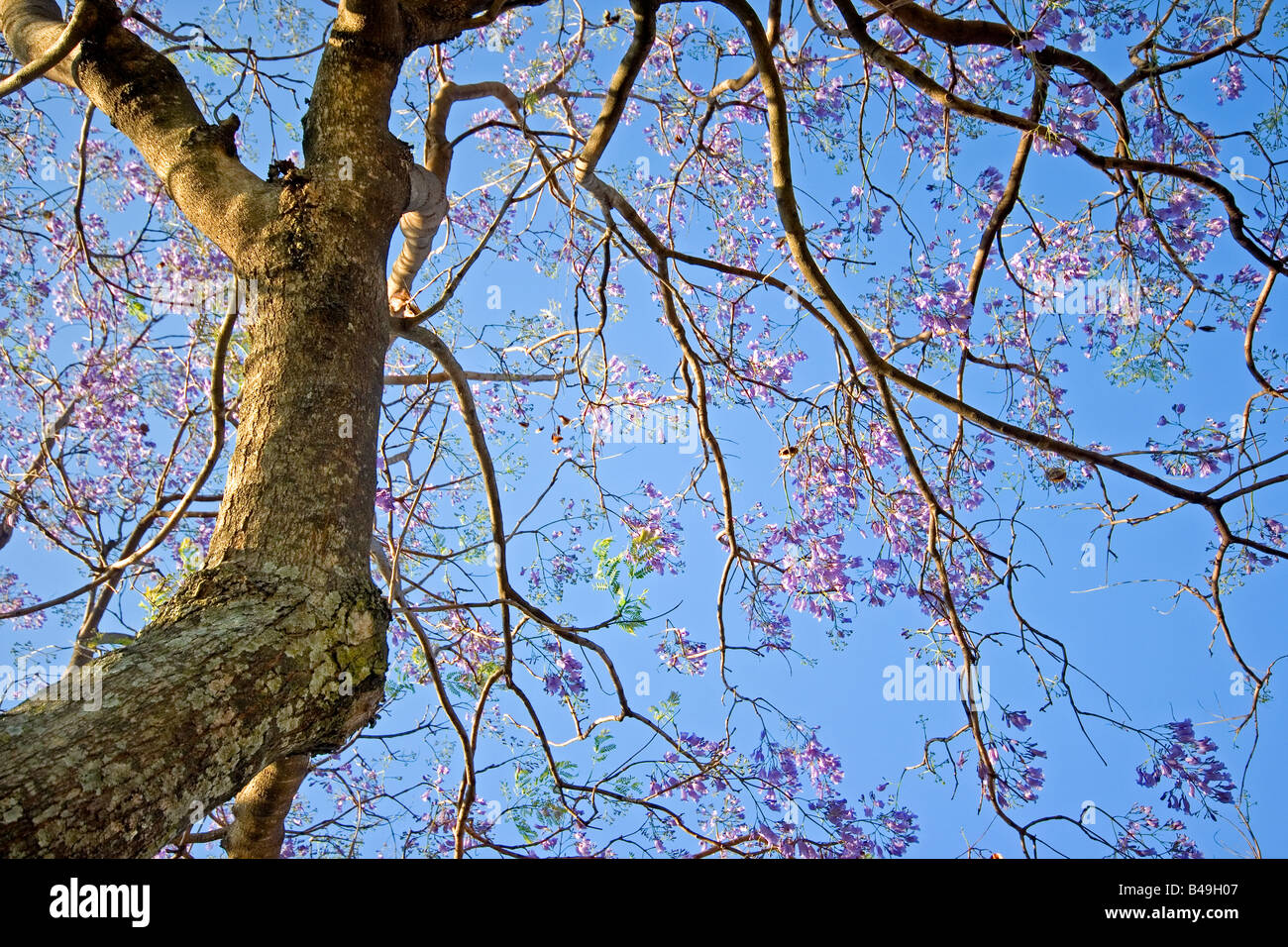 Blue Jacaranda, (Jacaranda mimosifolia) in full bloom in September ...