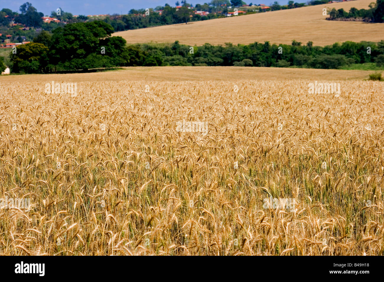 Grain horizontal hi-res stock photography and images - Alamy