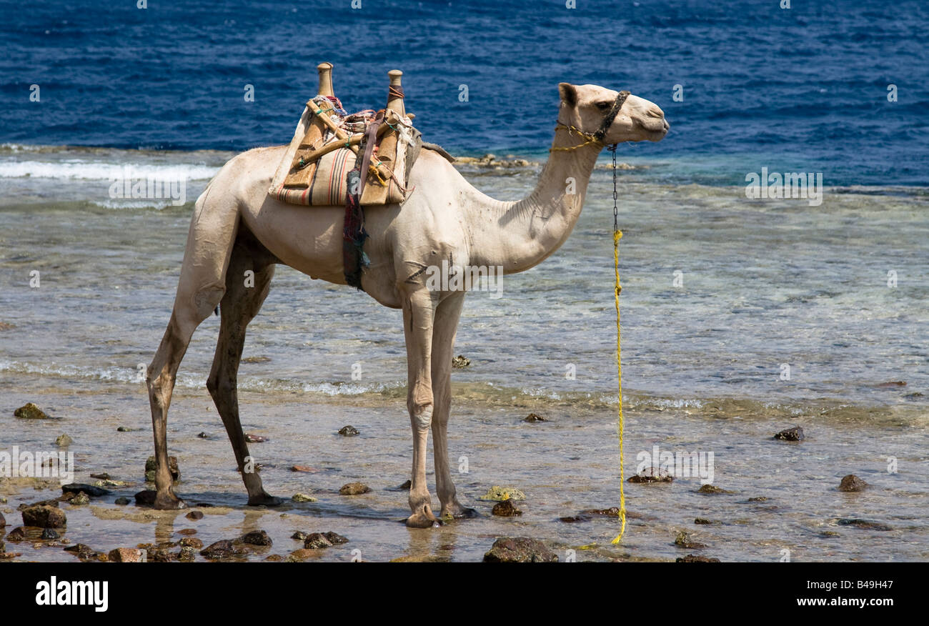 a camel on the sinai shoreline Stock Photo - Alamy