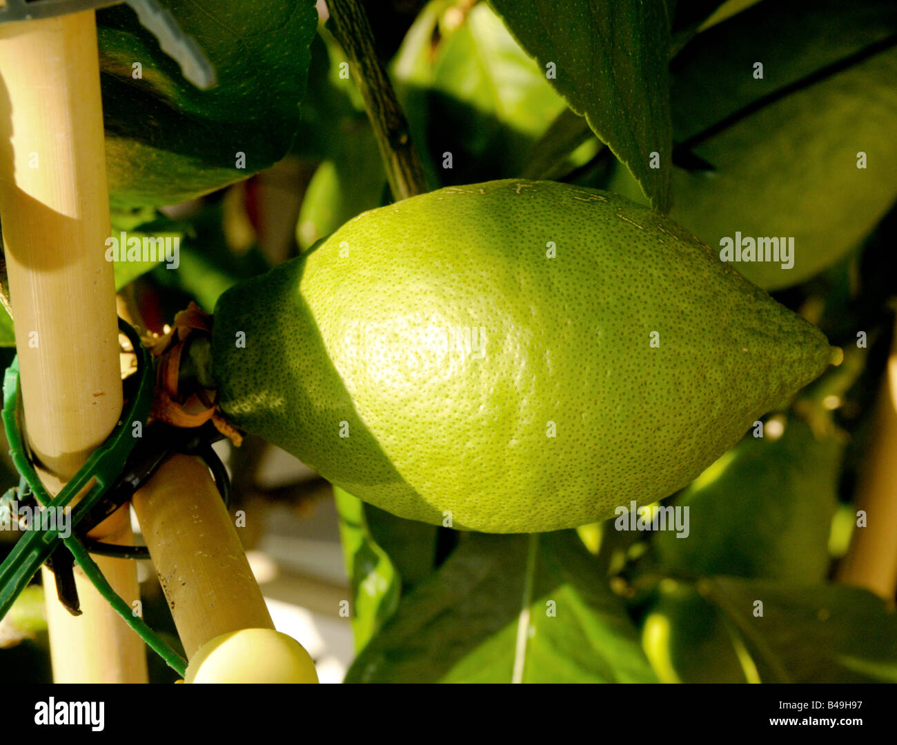 lemon ripening on lemon tree Stock Photo - Alamy