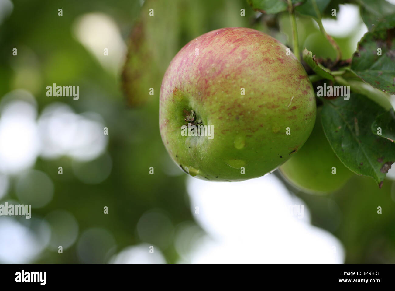 Knobby lobes hi-res stock photography and images - Alamy