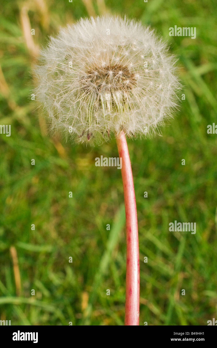 A colour macro portrait photograph of a dandelion. View from the side ...