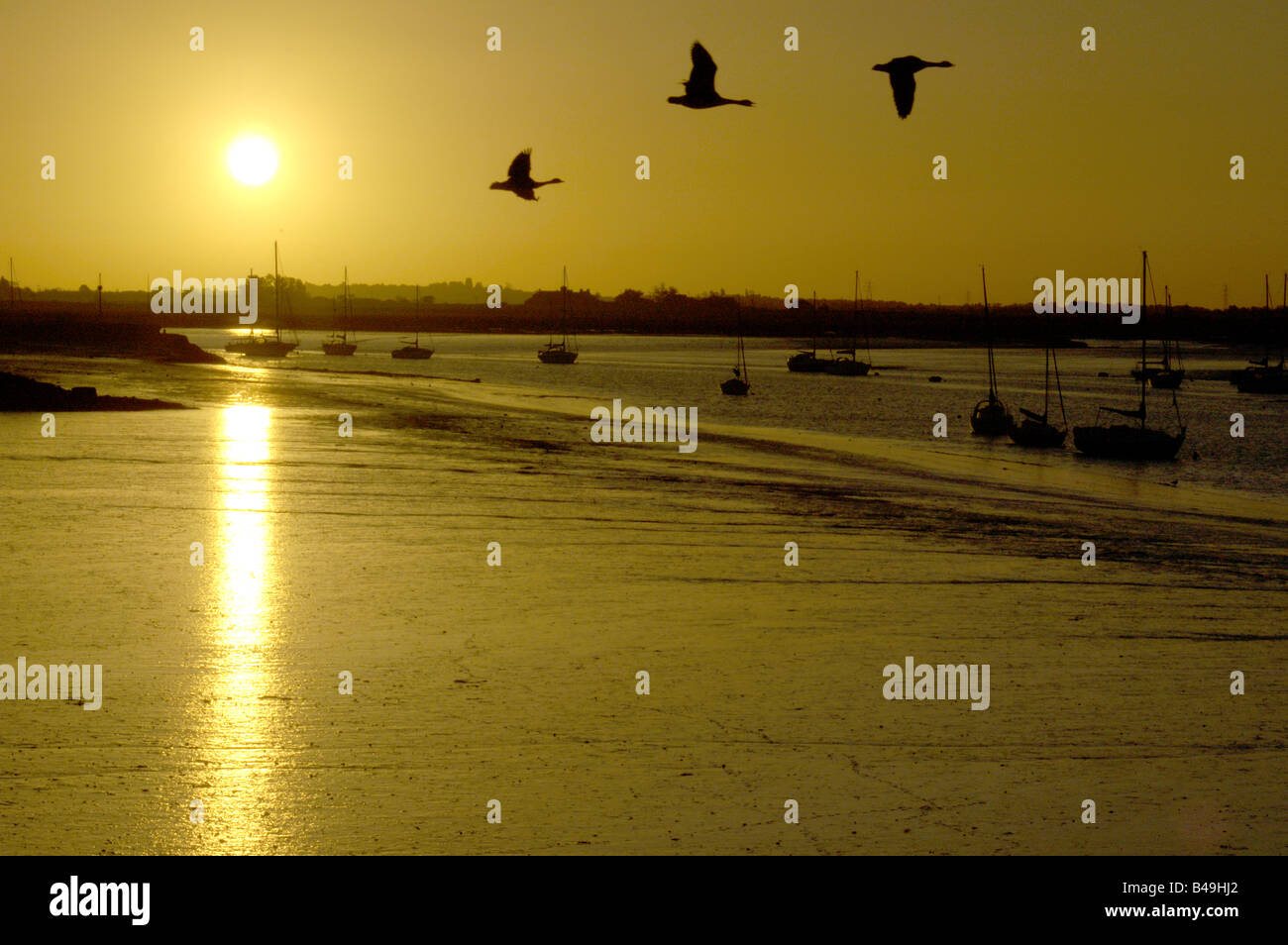 Three birds flying by a morning sun across a tidal river Stock Photo ...