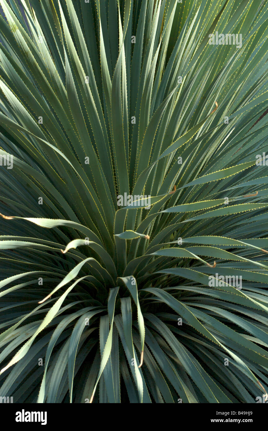Cactus leaves hi-res stock photography and images - Alamy