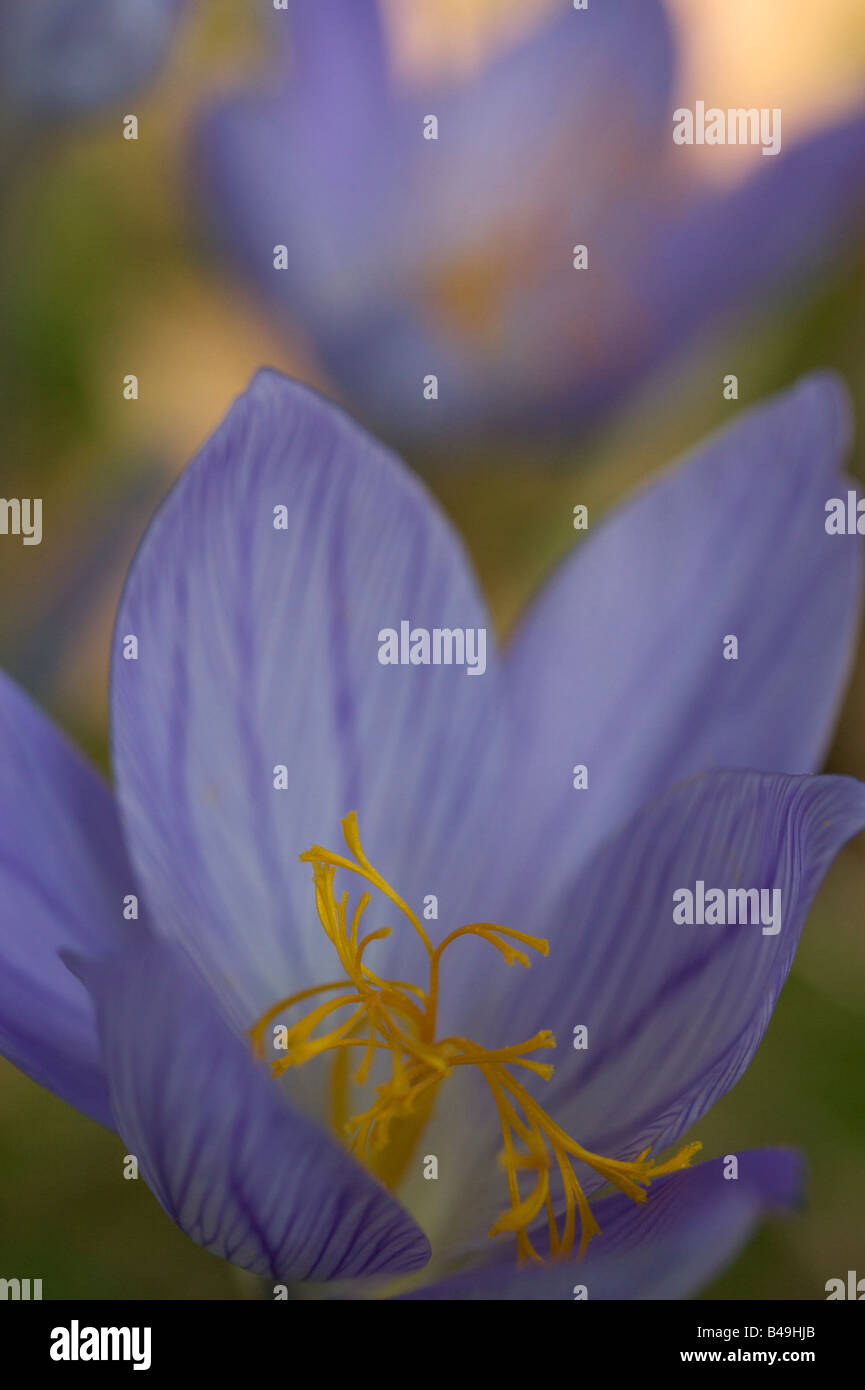 Delicate crocus flower hi-res stock photography and images - Alamy