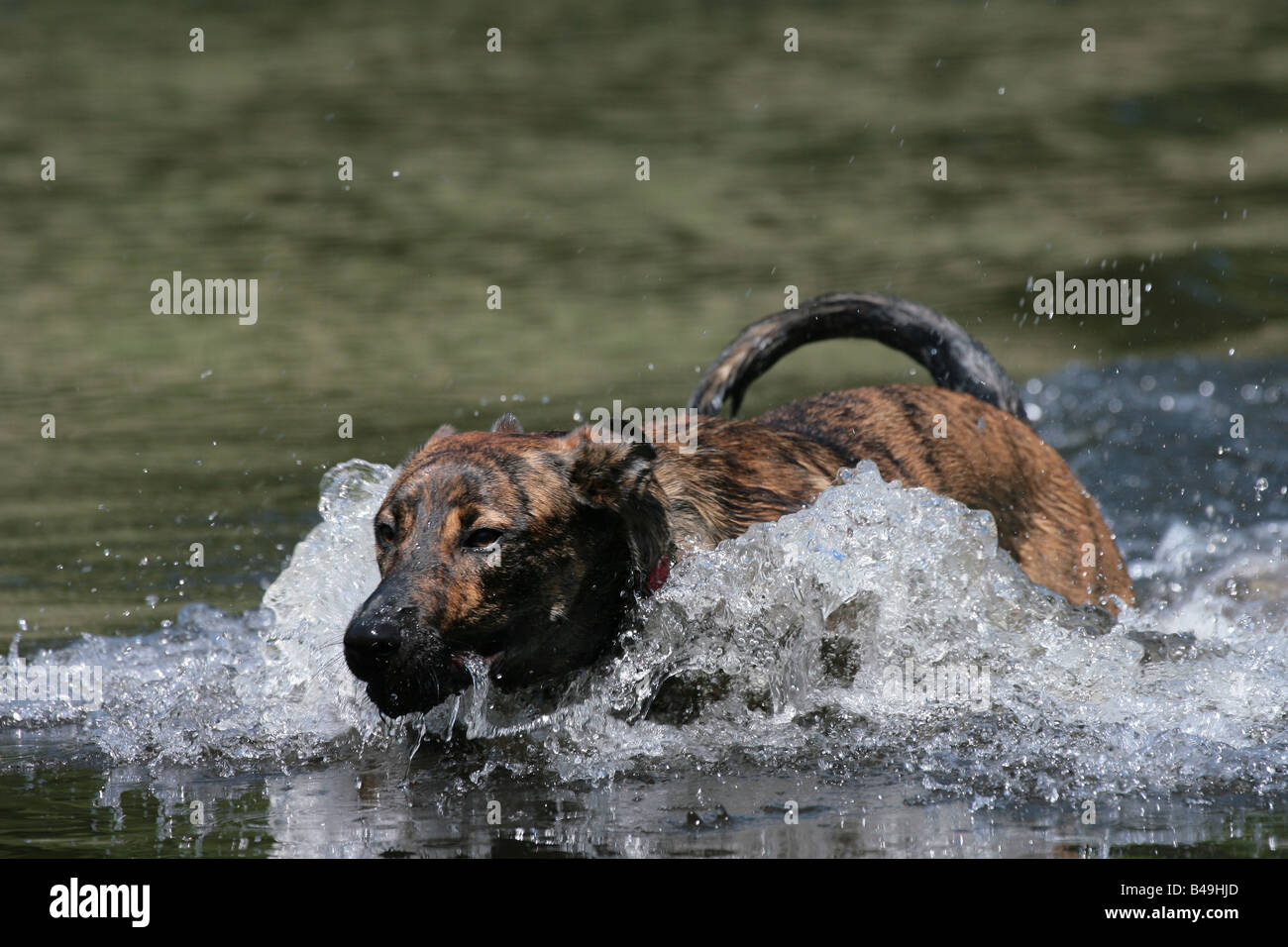 Dog running through water Stock Photo - Alamy