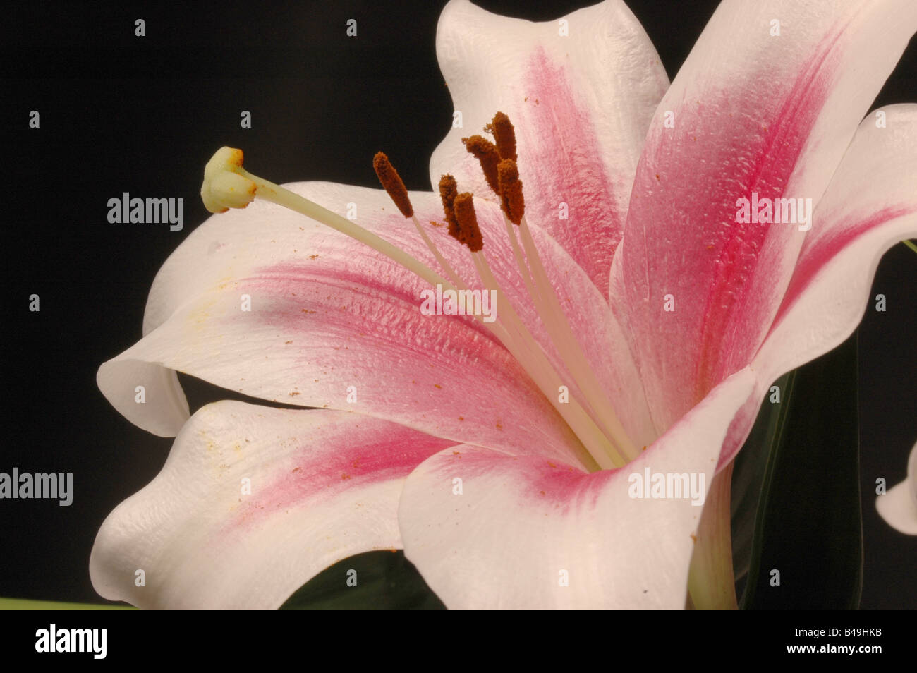 A pink lily Stock Photo - Alamy