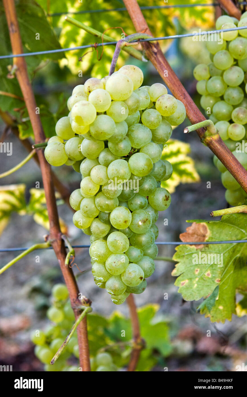 Chasselas grape hi-res stock photography and images - Alamy