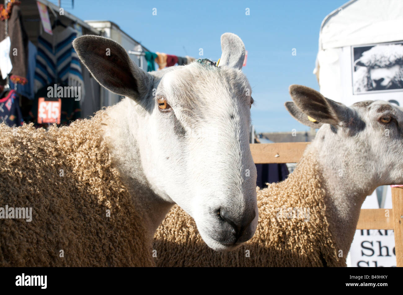 Wensleydales on Masham Sheep Fair 2008 Stock Photo - Alamy
