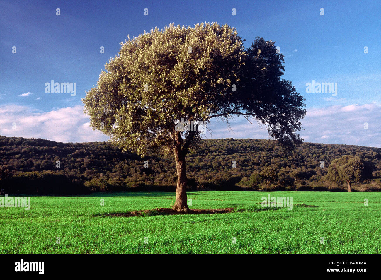 Quercus ilex leccio hi-res stock photography and images - Alamy