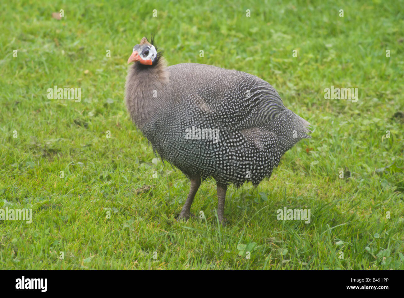 Domestic guinea fowl hi-res stock photography and images - Alamy