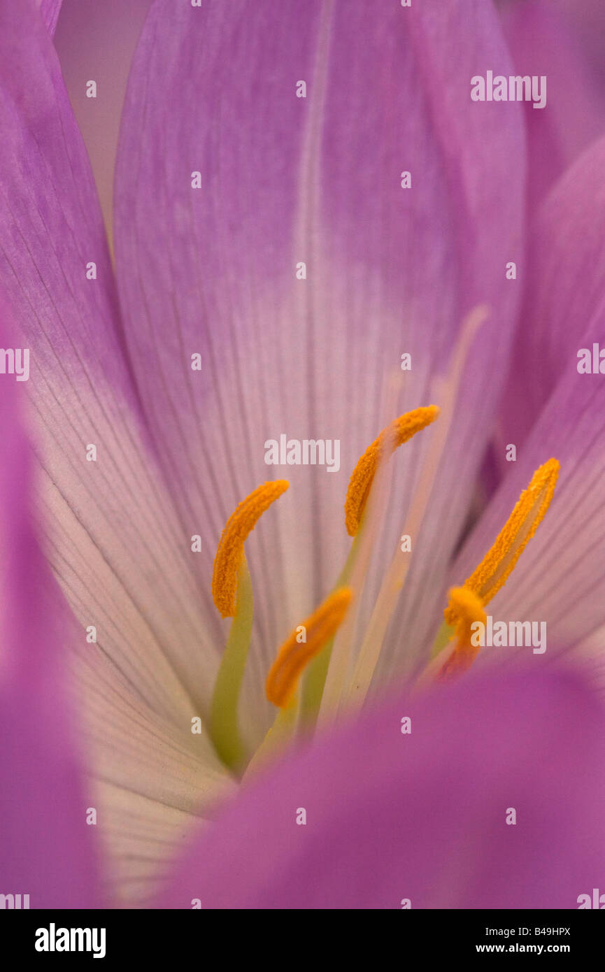 Stemen hi-res stock photography and images - Alamy