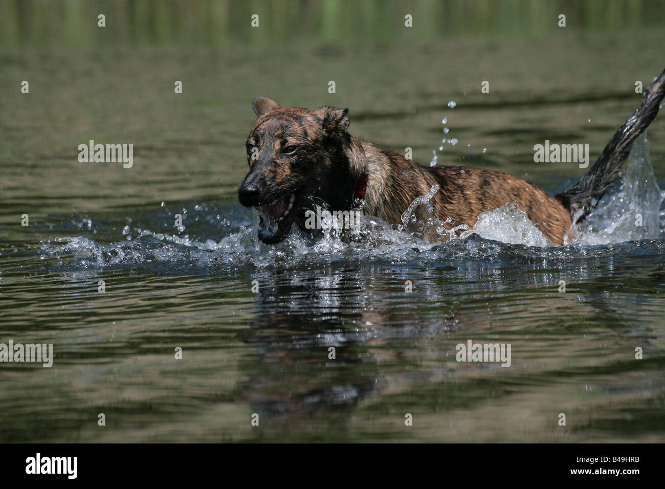 Dog running through water Stock Photo - Alamy