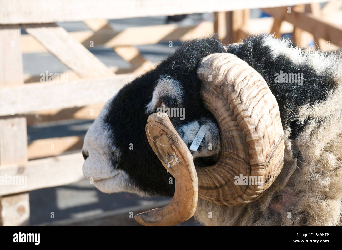 A Swaledale Ram at Masham Sheep Fair Stock Photo - Alamy