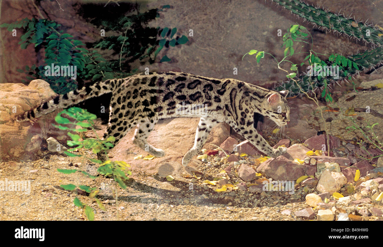 Margay hi-res stock photography and images - Alamy