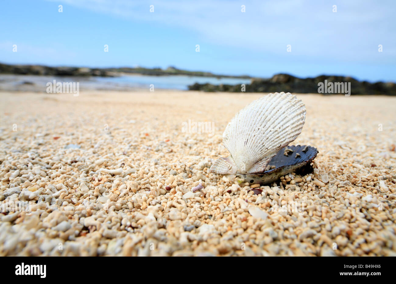 mussel at the coral beach in the Mannin Bay near Ballyconneely ...