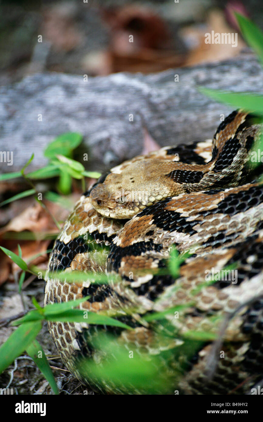 Timber rattlesnake coiled ready to strike Stock Photo - Alamy