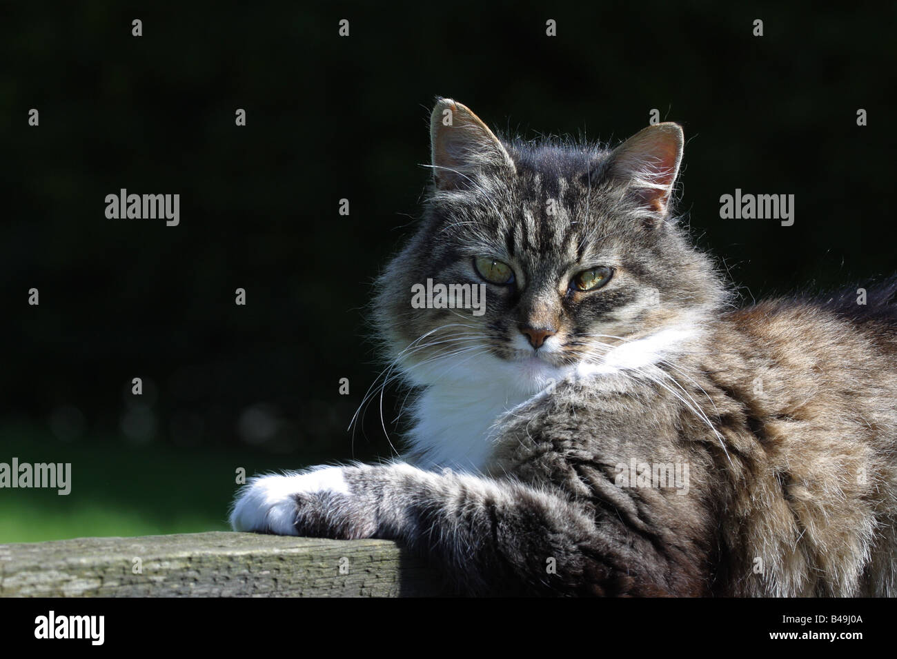Cat sitting on a gate Stock Photo - Alamy