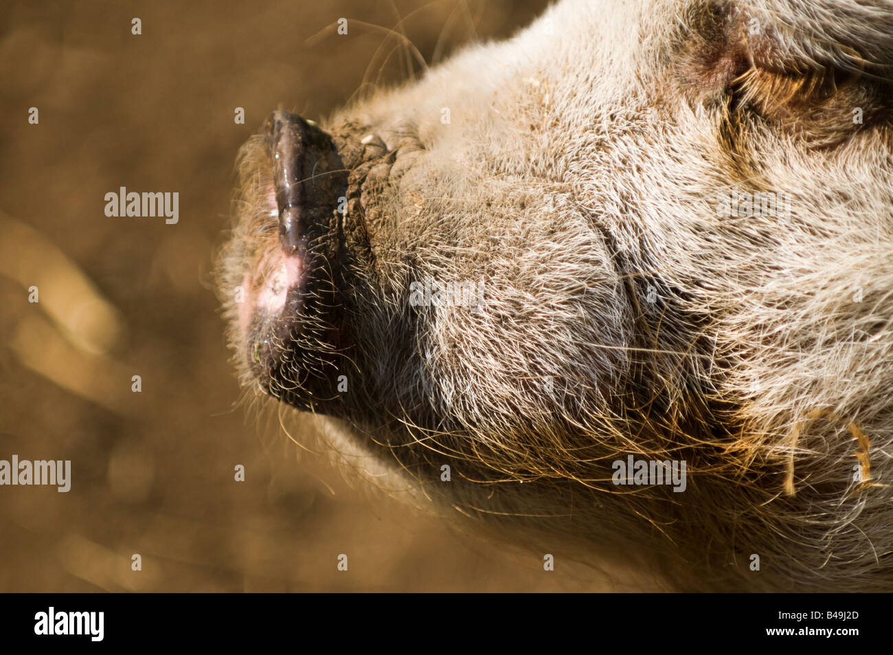 A close up colour photograph of a pot belly pig face/nose (002 Stock ...