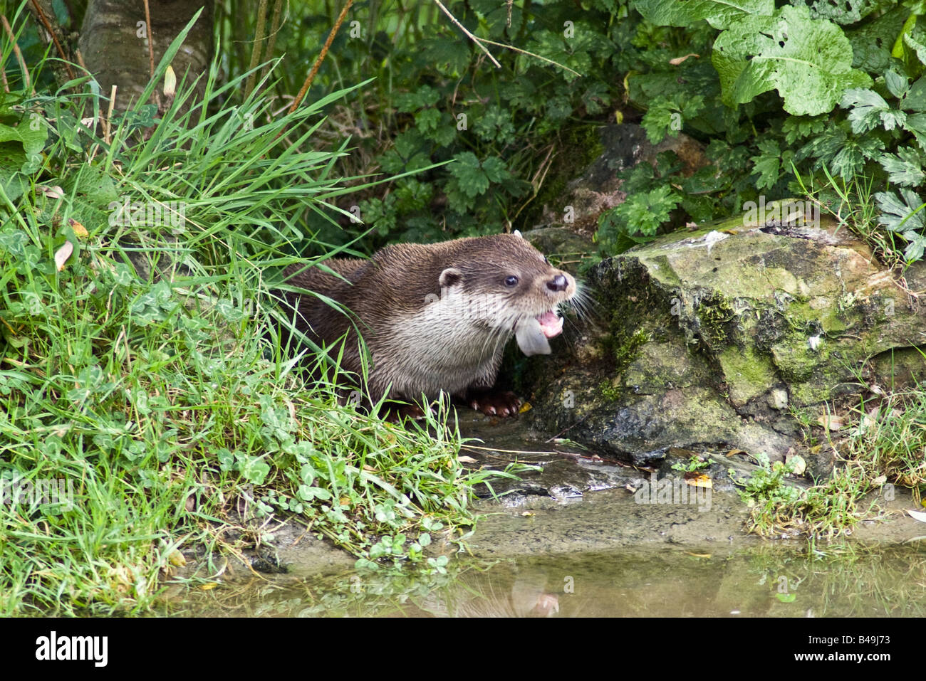 European or British otter (Lutra lutra Stock Photo - Alamy